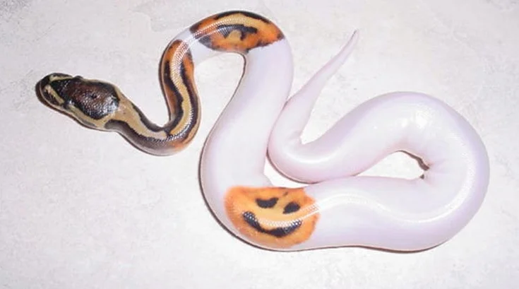 Albino Piebald Ball Pythons — Professional Breeders