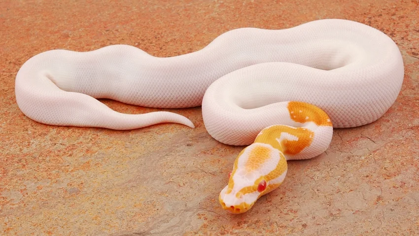 Albino Piebald Ball Pythons — Professional Breeders