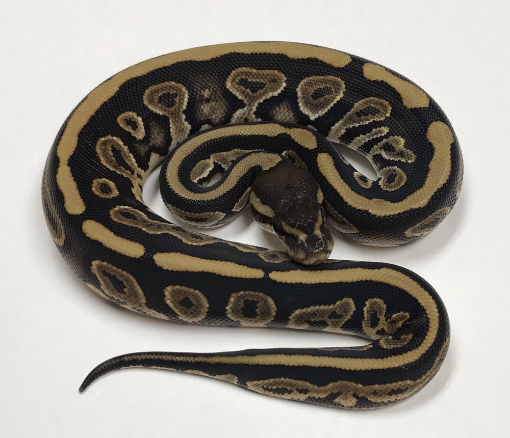 Panda Ball Python