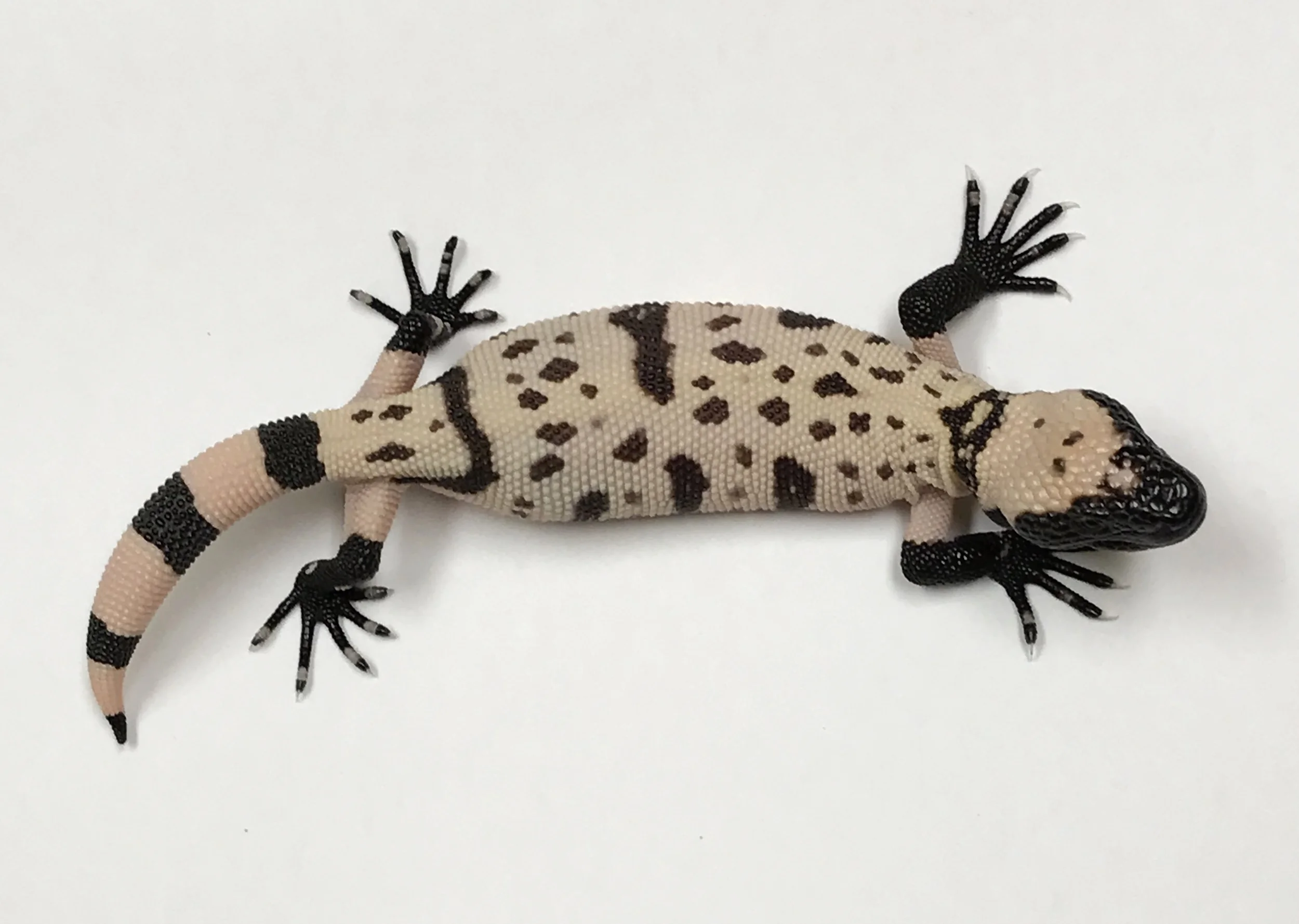Utah Banded Gila Monsters — Professional Breeders