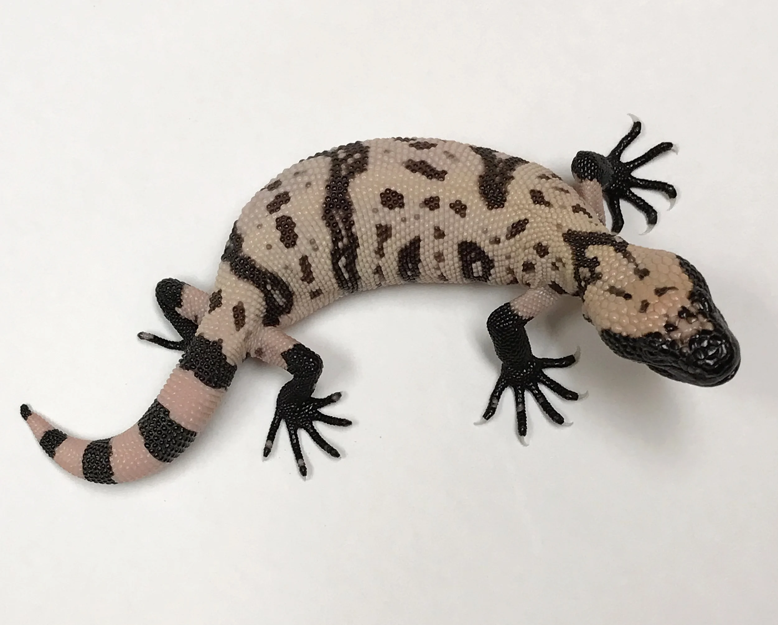 Utah Banded Gila Monsters — Professional Breeders