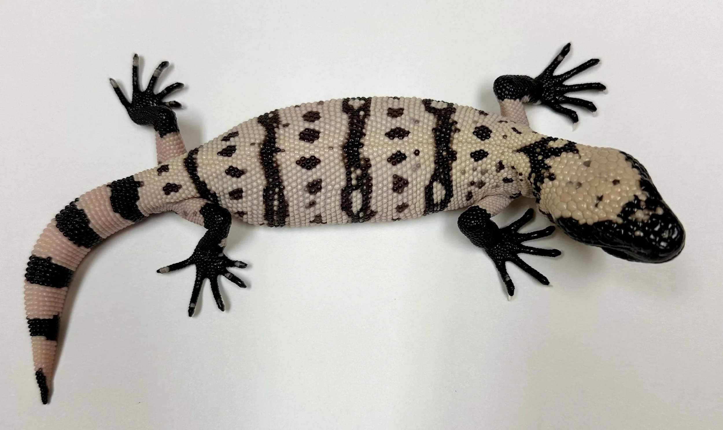 Yr2024 Utah Banded Gila Monster B8 B 2024 — Professional Breeders