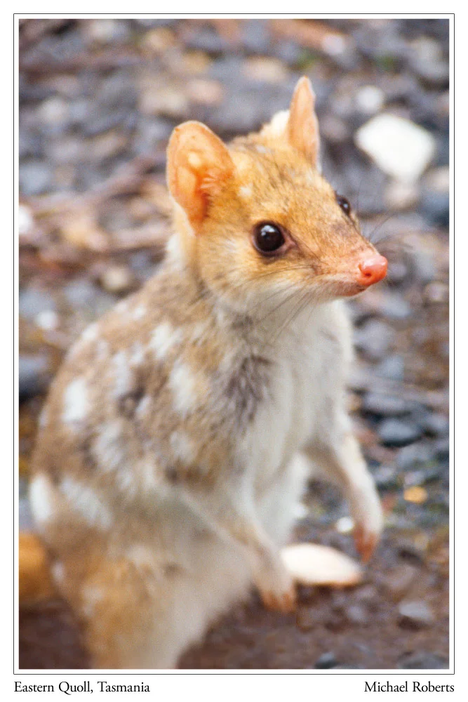Mountain Peak Photography — Eastern Quoll