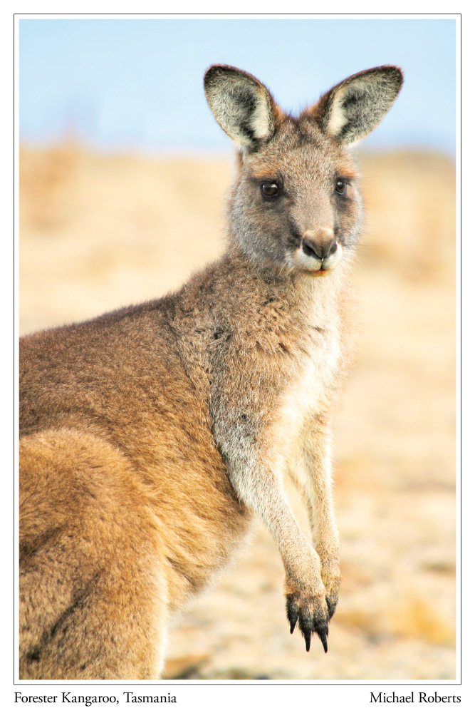 Mountain Peak Photography — Forester Kangaroo (Macropus giganteus ...