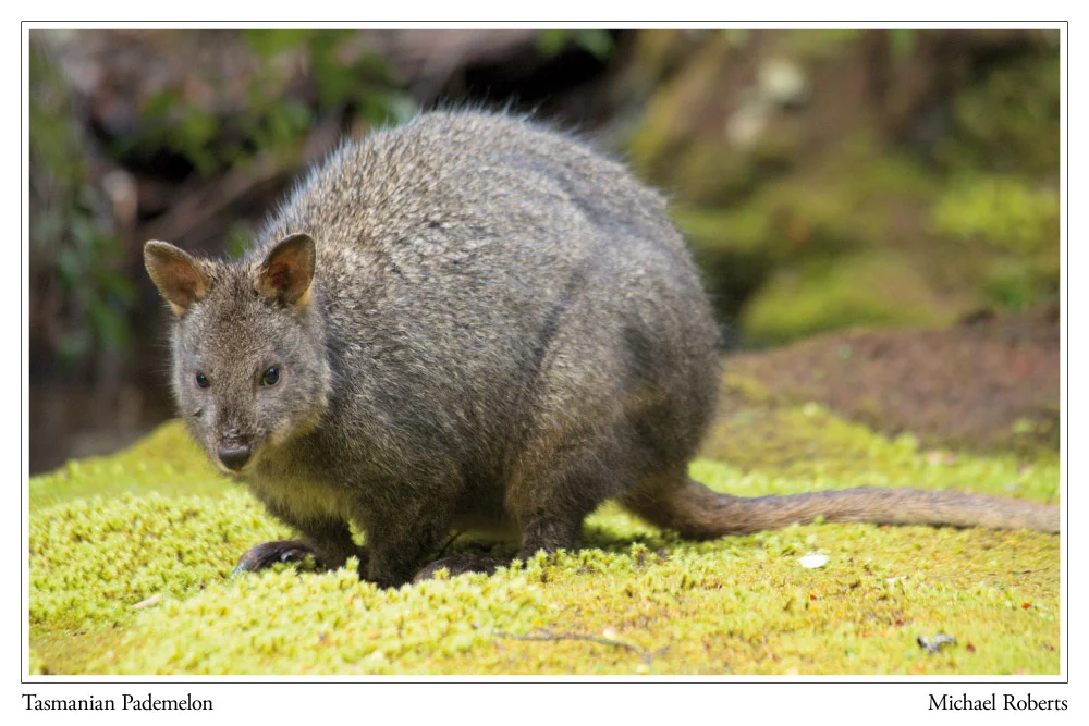 Mountain Peak Photography — Tasmanian Pademelon