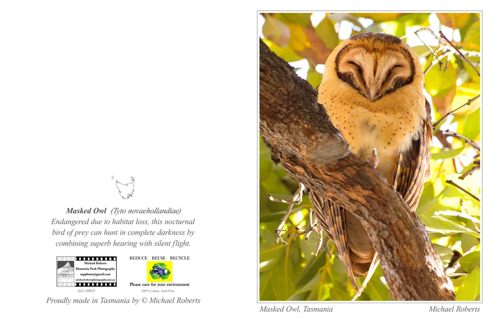 Flying Tasmanian Masked Owl