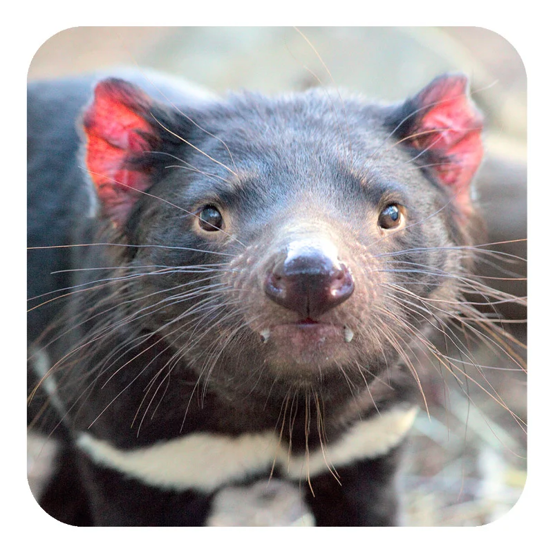 Tasmanian Devil Cute Tasmanian Devils Are Adapting To Their Gnarly