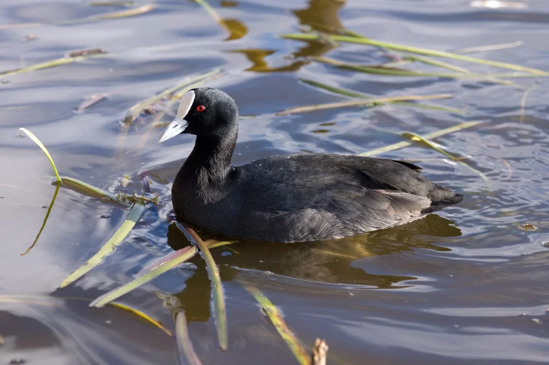Wildlife Photography Tasmania, Australia — Mountain Peak Photography
