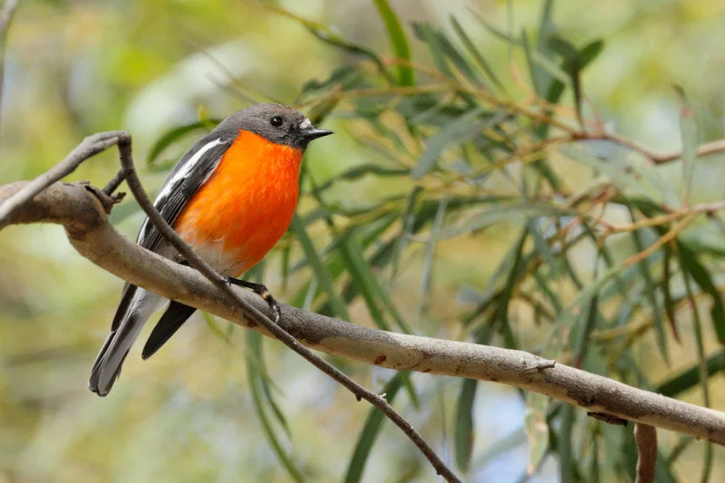 Mountain Peak Photography — Flame Robin (Male)