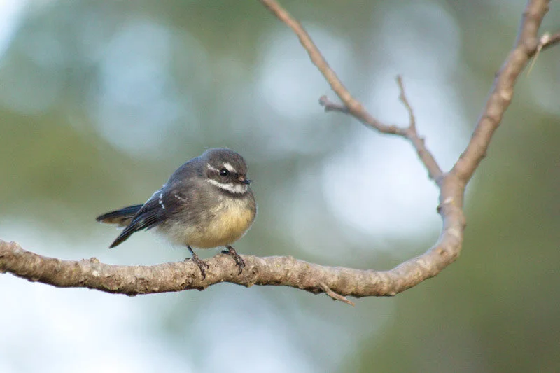 Wildlife Photography Tasmania, Australia — Mountain Peak Photography