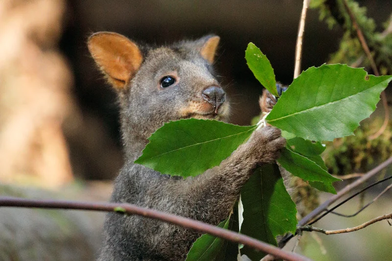 Mountain Peak Photography — Tasmanian Pademelon