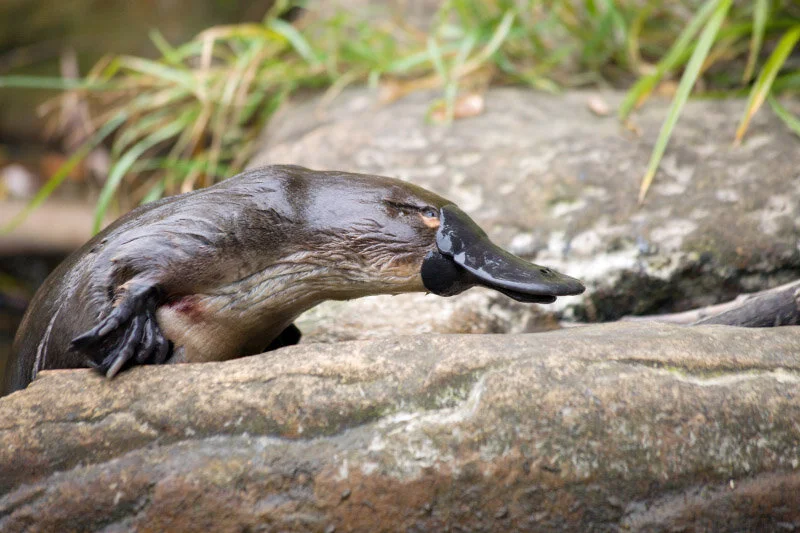 Wildlife Photography Tasmania, Australia — Mountain Peak Photography
