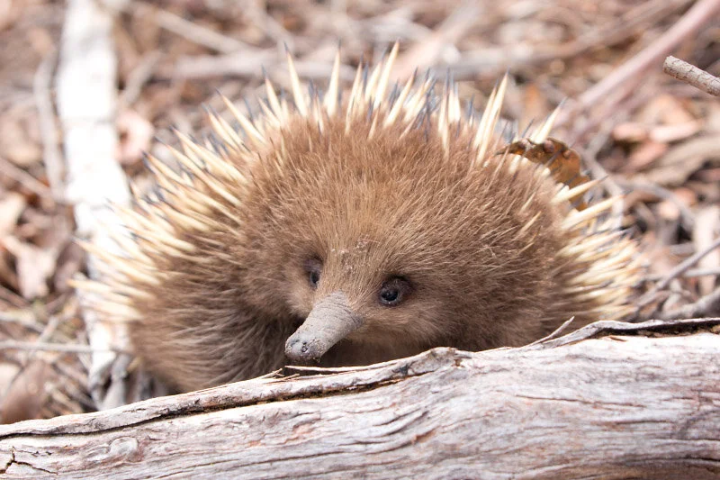 Mountain Peak Photography — Short-Beaked Echidna