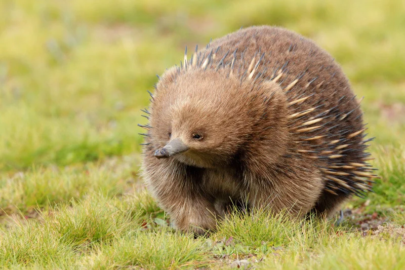 Mountain Peak Photography — Short-Beaked Echidna