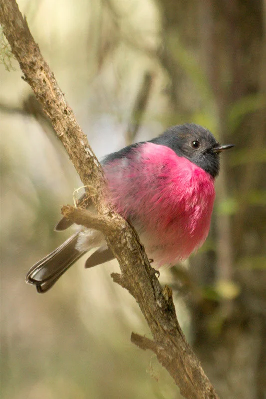 Wildlife Photography Tasmania, Australia — Mountain Peak Photography