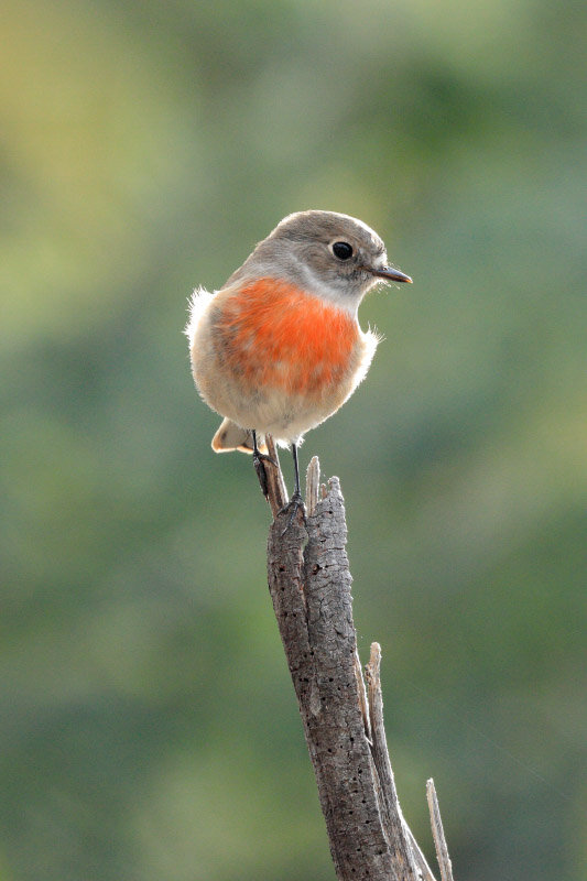 Mountain Peak Photography — Scarlet Robin (Female)