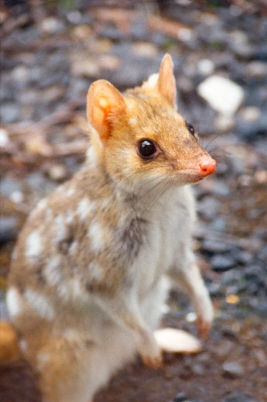 Mountain Peak Photography — Eastern Quoll