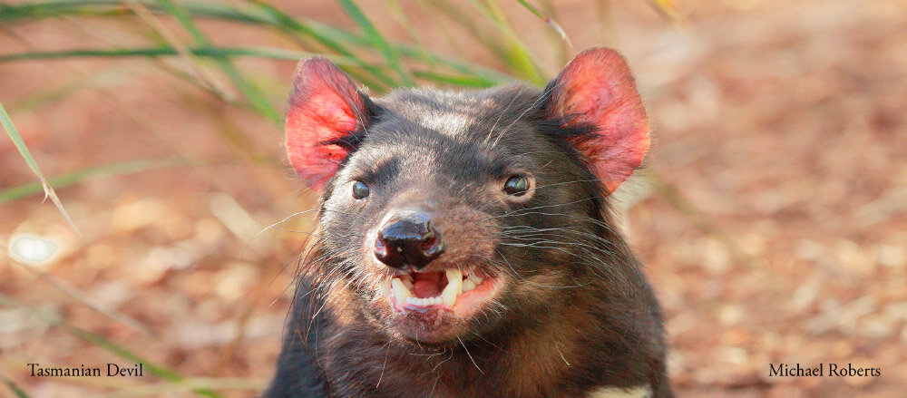 Mountain Peak Photography — Tasmanian Devil Mug, Tasmania, Australia