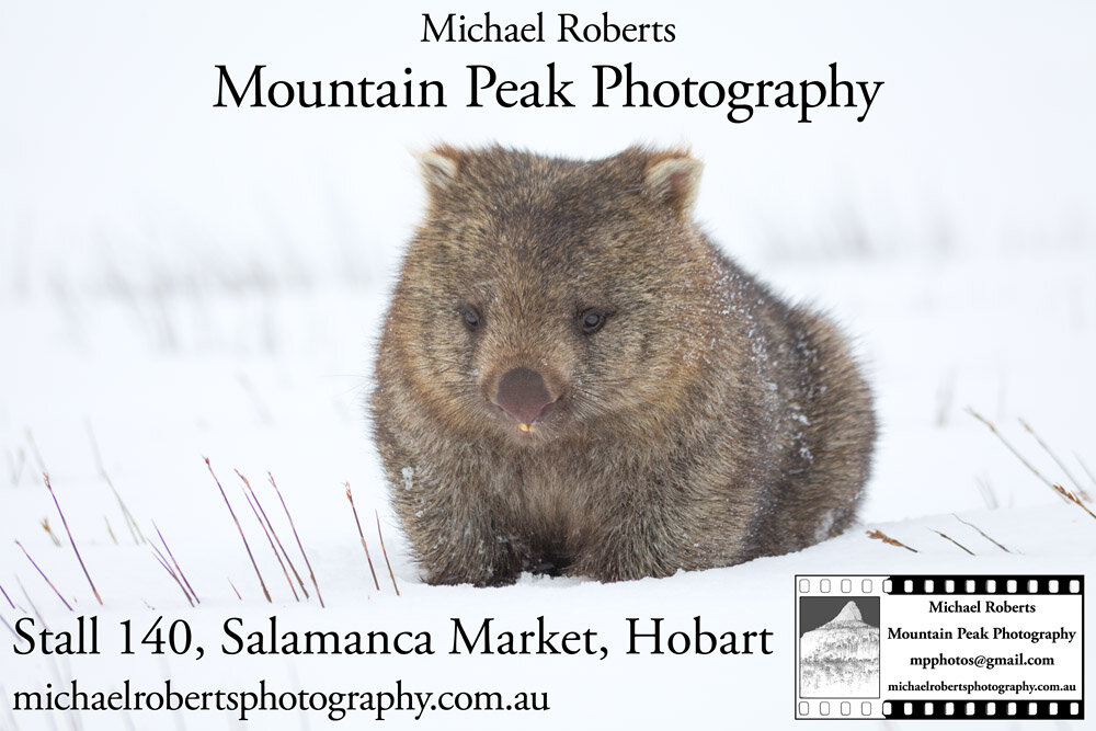 Mountain Peak Photography — Bare-Nosed Wombat, Tasmania, Australia