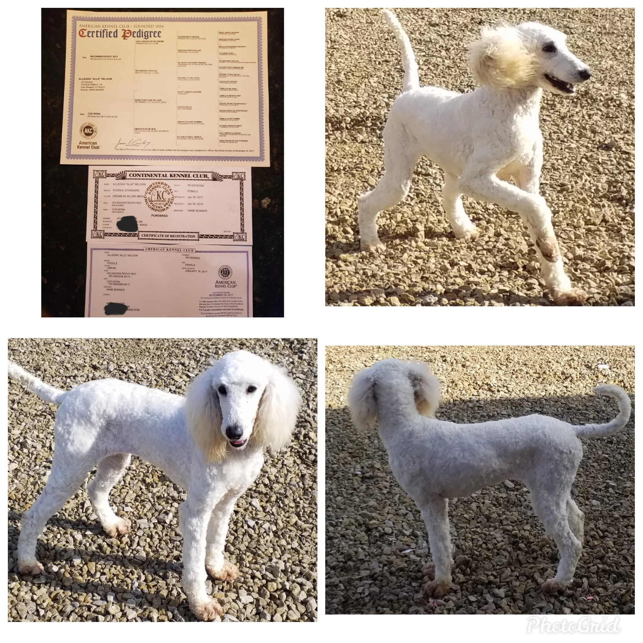 Are Poodles High Strung