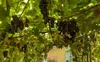 Uva Fragola — Two Parts Italy