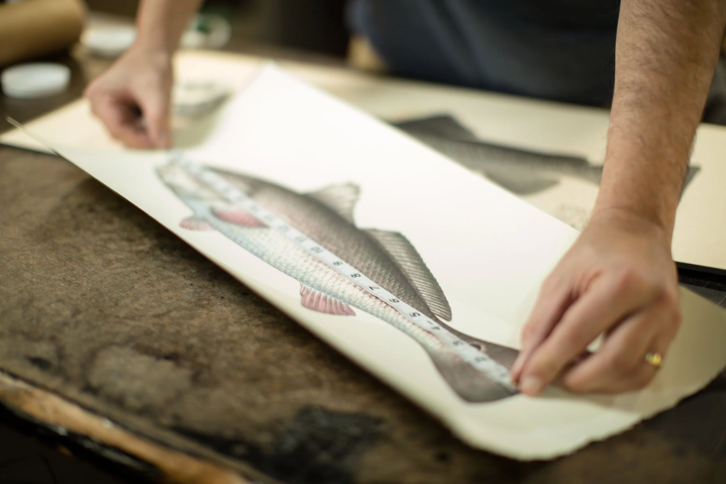 Fish Print Shop- Life-Size Prints