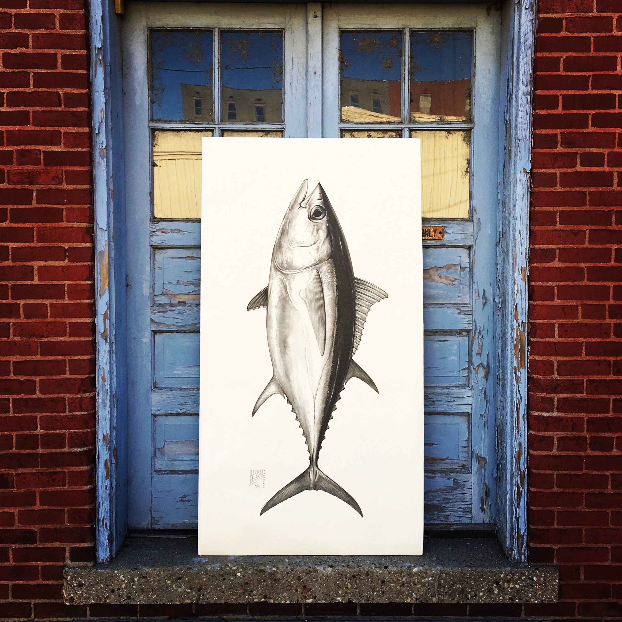 Fish Print Shop- Life-Size Prints