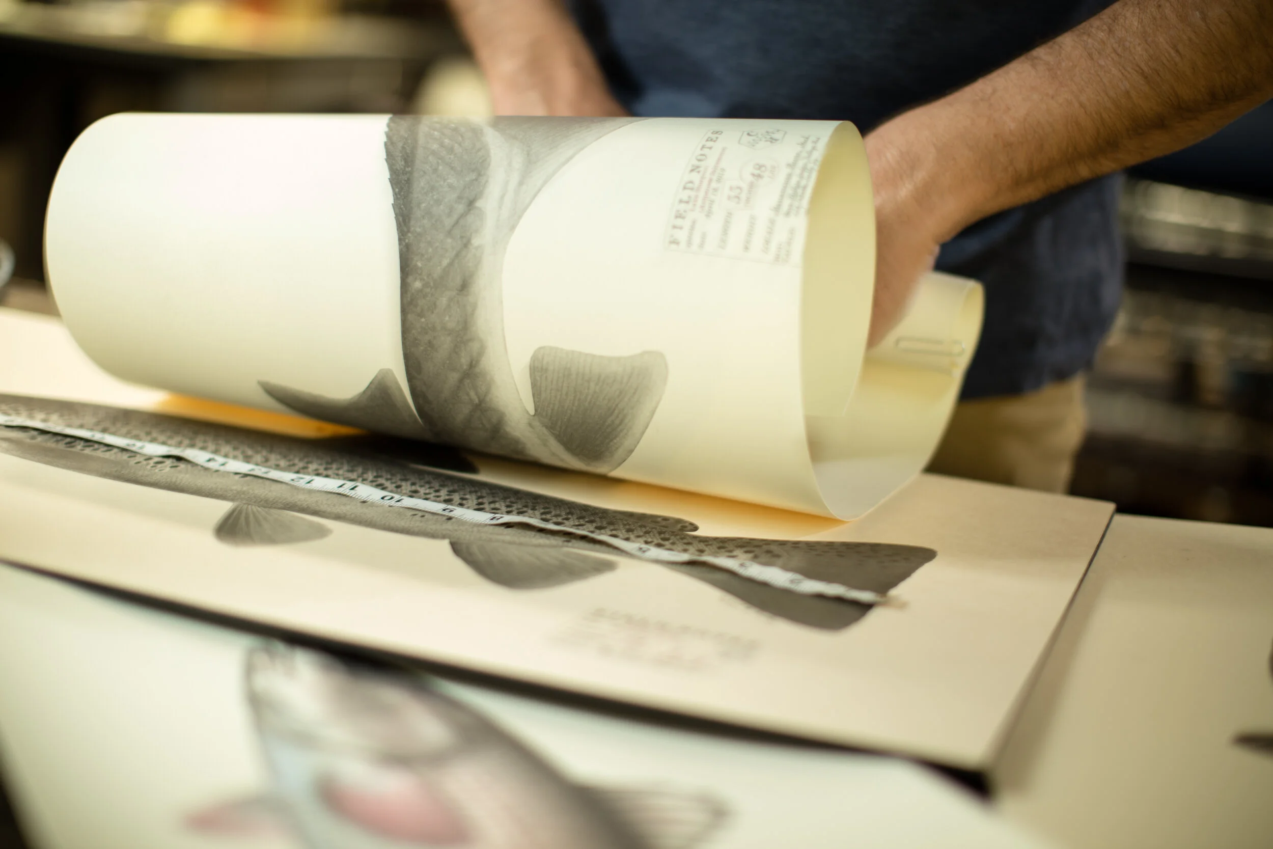 Fish Print Shop- Life-Size Prints