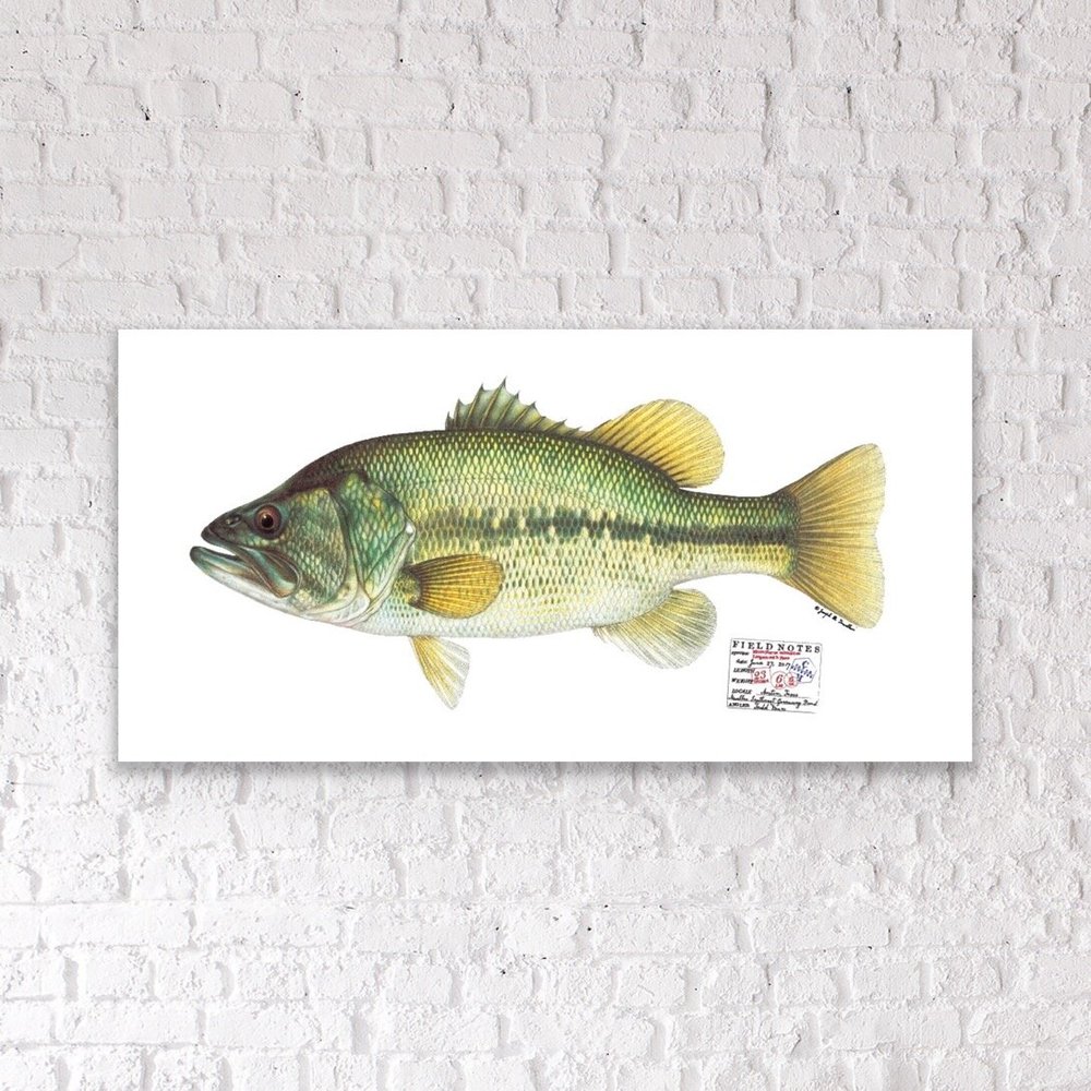 Fish Print Shop Life-Sized Prints