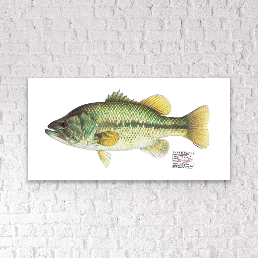 Fish Print Shop Life-Sized Prints