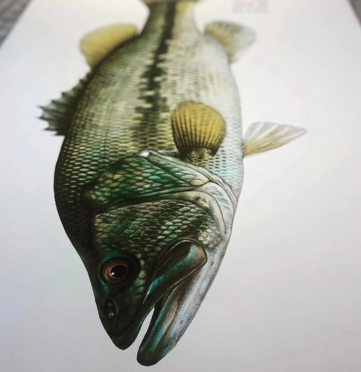 Fish Print Shop