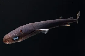 pygmy shark — Bubble Nutz Blog — Coral Key Scuba and Travel Denver