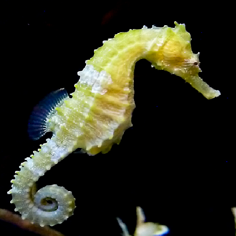 Meet the Seahorse — Coral Key Scuba and Travel Denver