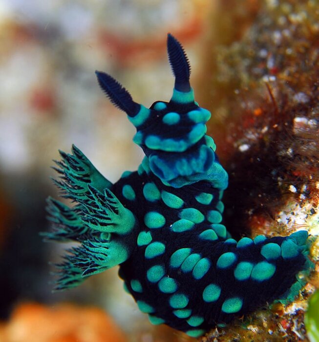 Meet Nembrotha cristata - The Alpaca of the Sea — Coral Key Scuba and ...