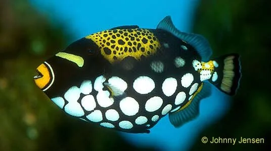 Meet the Clown Triggerfish — Coral Key Scuba and Travel Denver