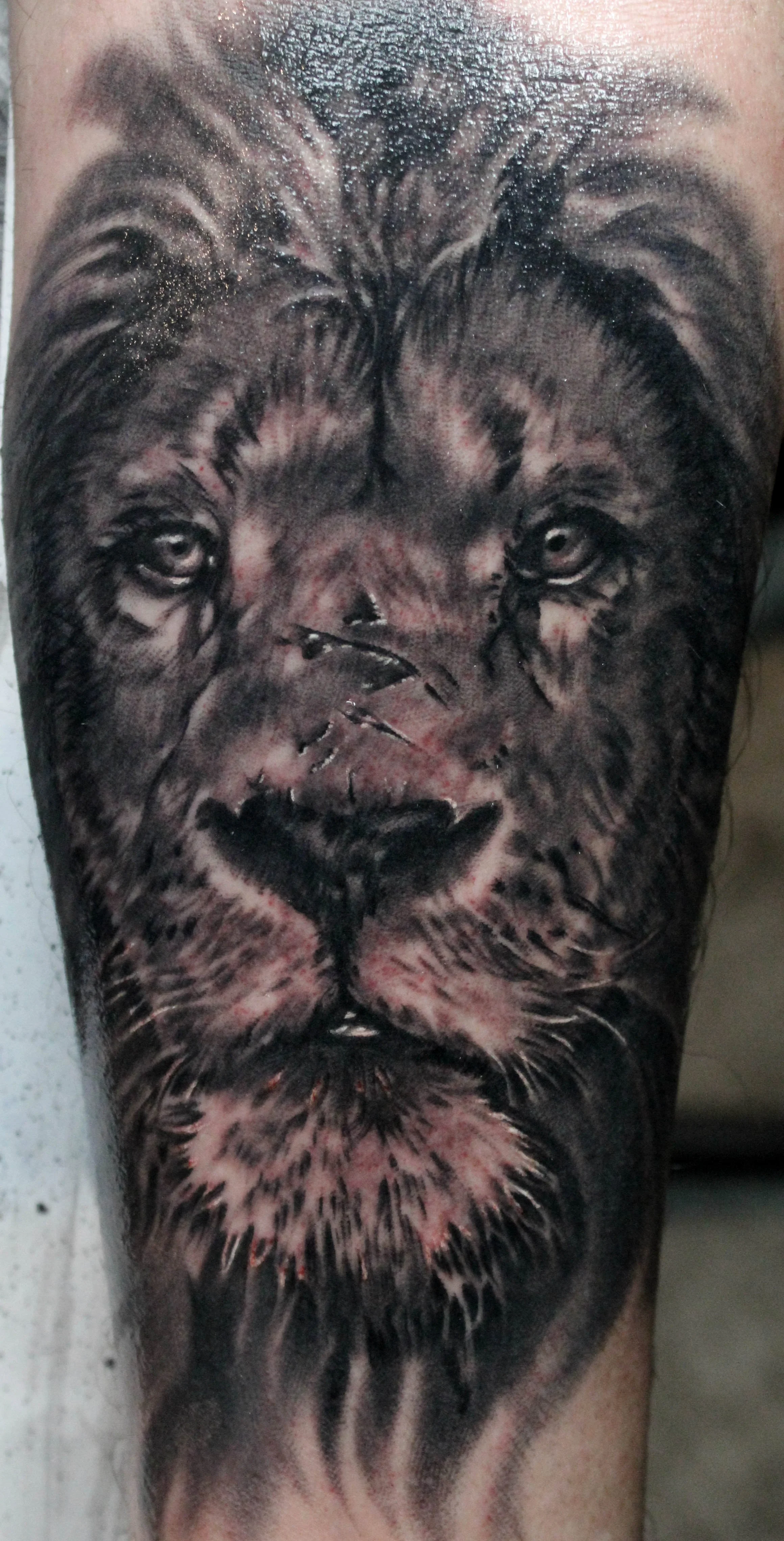 Lion Of Judah Tattoo Orangetattooshop