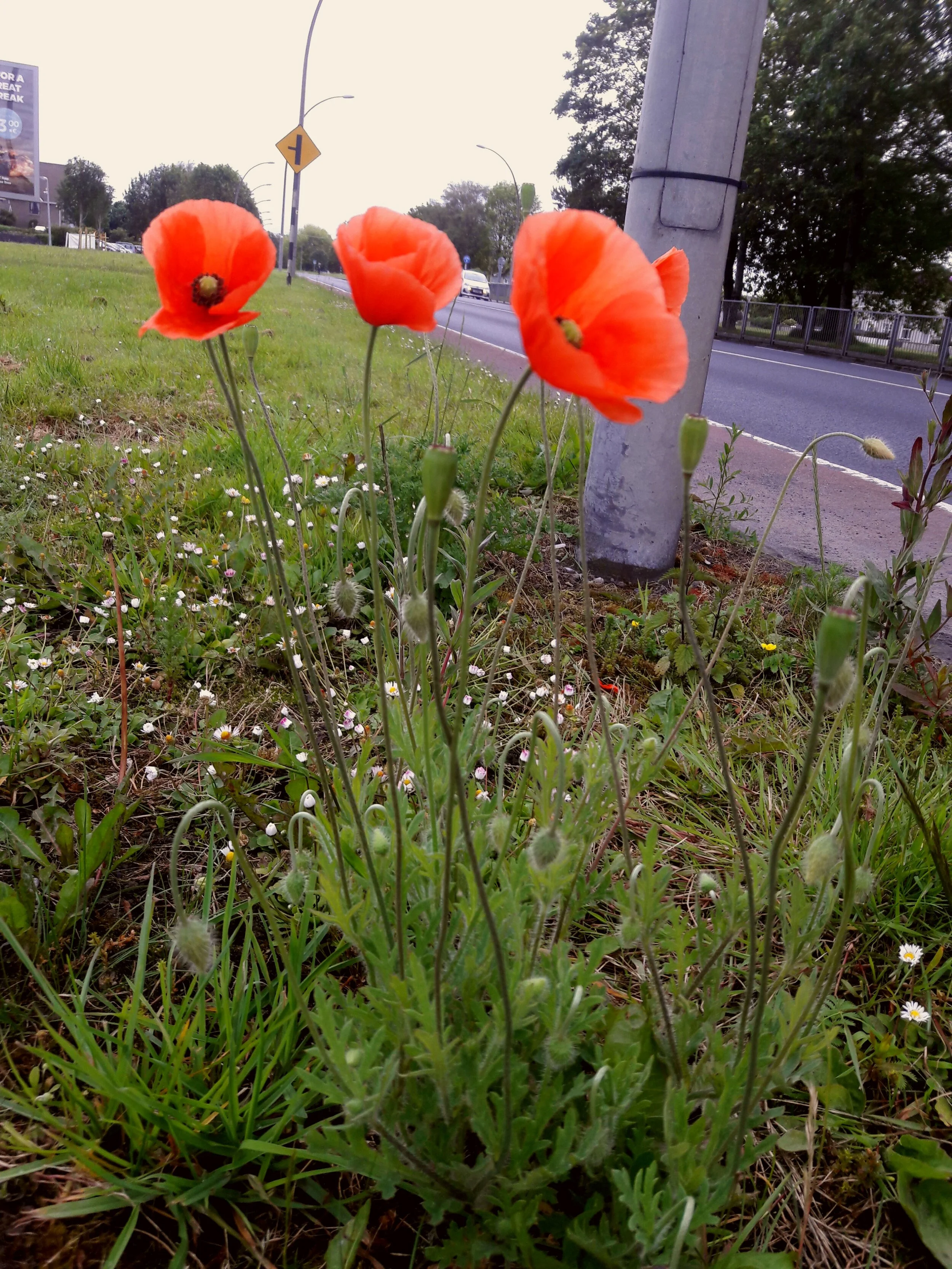Handmade Poppy Vase - Irish Ceramics — Creative Clay