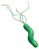 Helicobacter Pylori — Safe Drinking Water Foundation