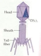 Viruses — Safe Drinking Water Foundation