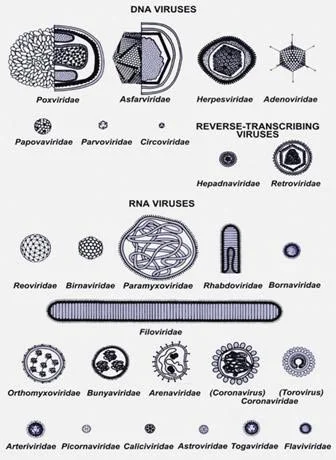 Shapes Of Viruses With Examples