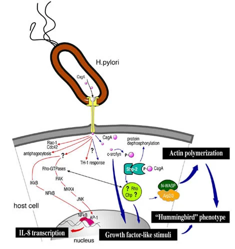 Detailed Helicobacter Pylori — Safe Drinking Water Foundation