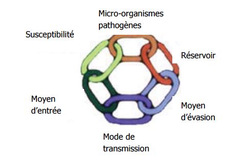 Les micro-organismes qui causent des maladies — Safe Drinking Water ...