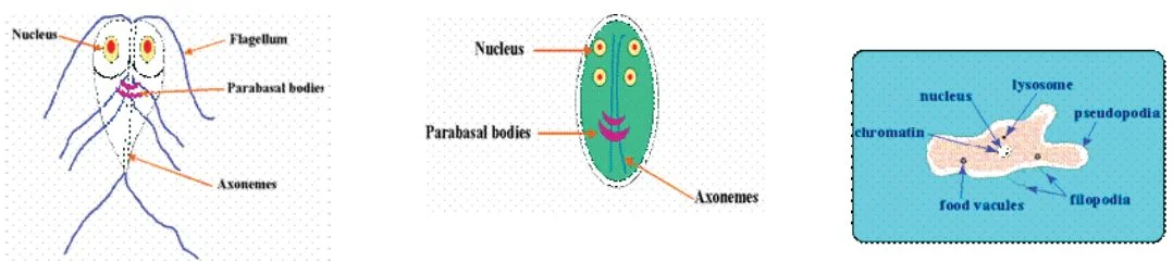 Parasites Protozoaire — Safe Drinking Water Foundation