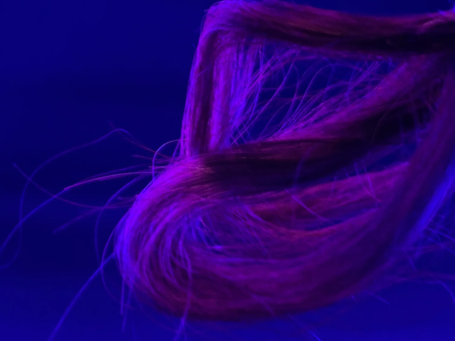 EVENT HORIZON - UV REACTIVE Purple/Magenta Semi Permanent Hair Dye ...