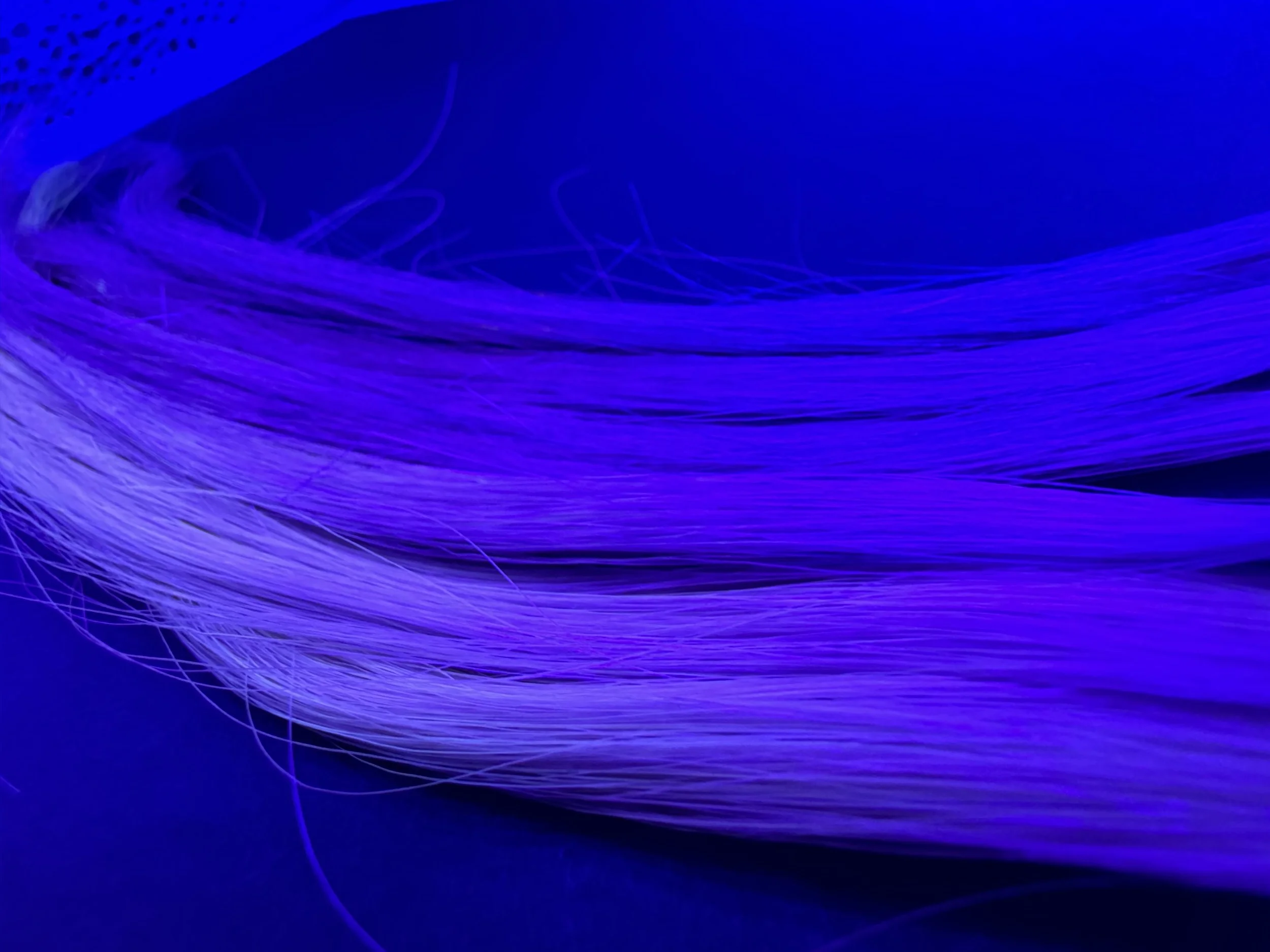 EVENT HORIZON - UV REACTIVE Purple/Magenta Semi Permanent Hair Dye ...