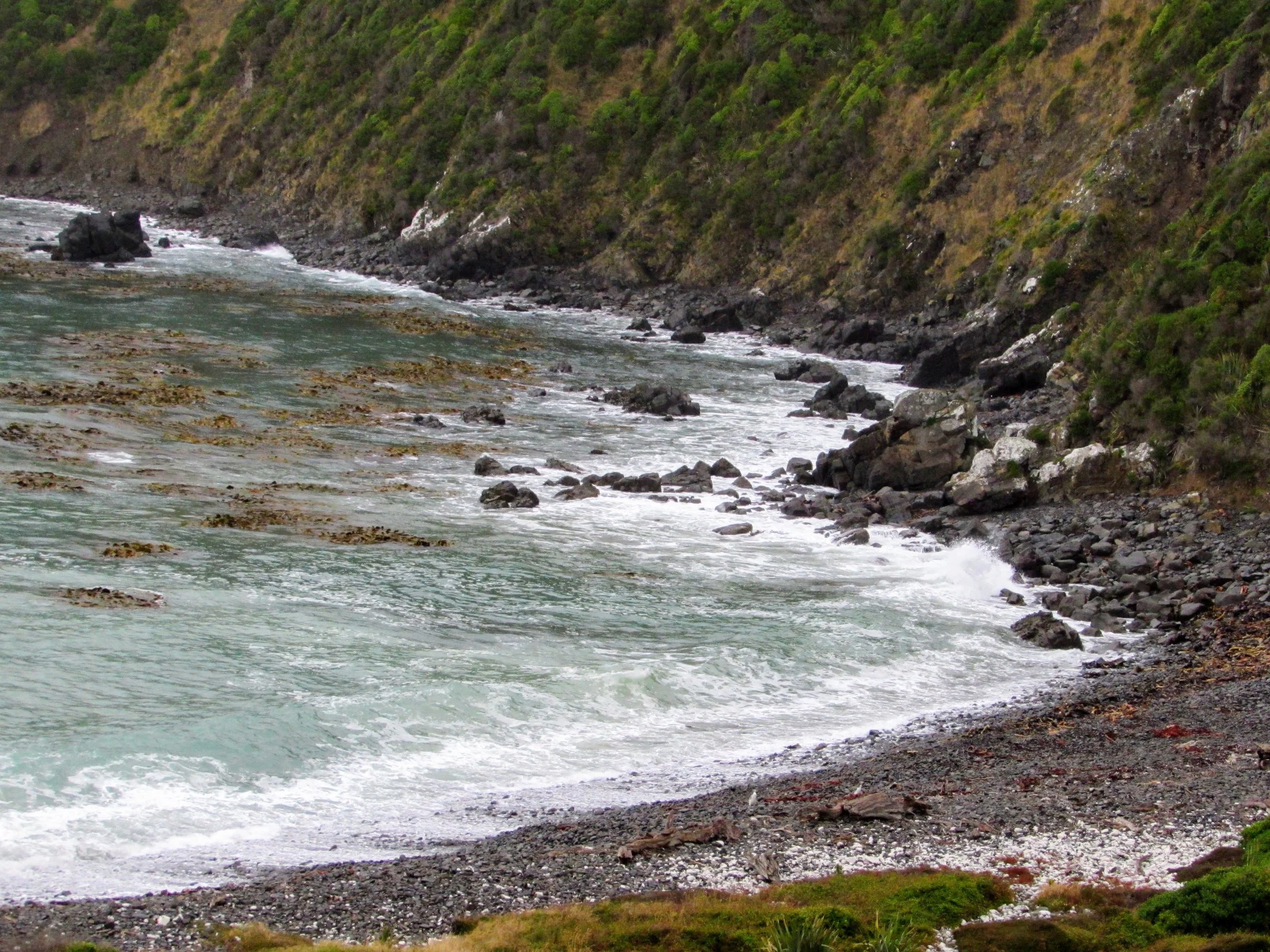 Where to See Wild Penguins on New Zealand's South Island — Savvy Dispatches