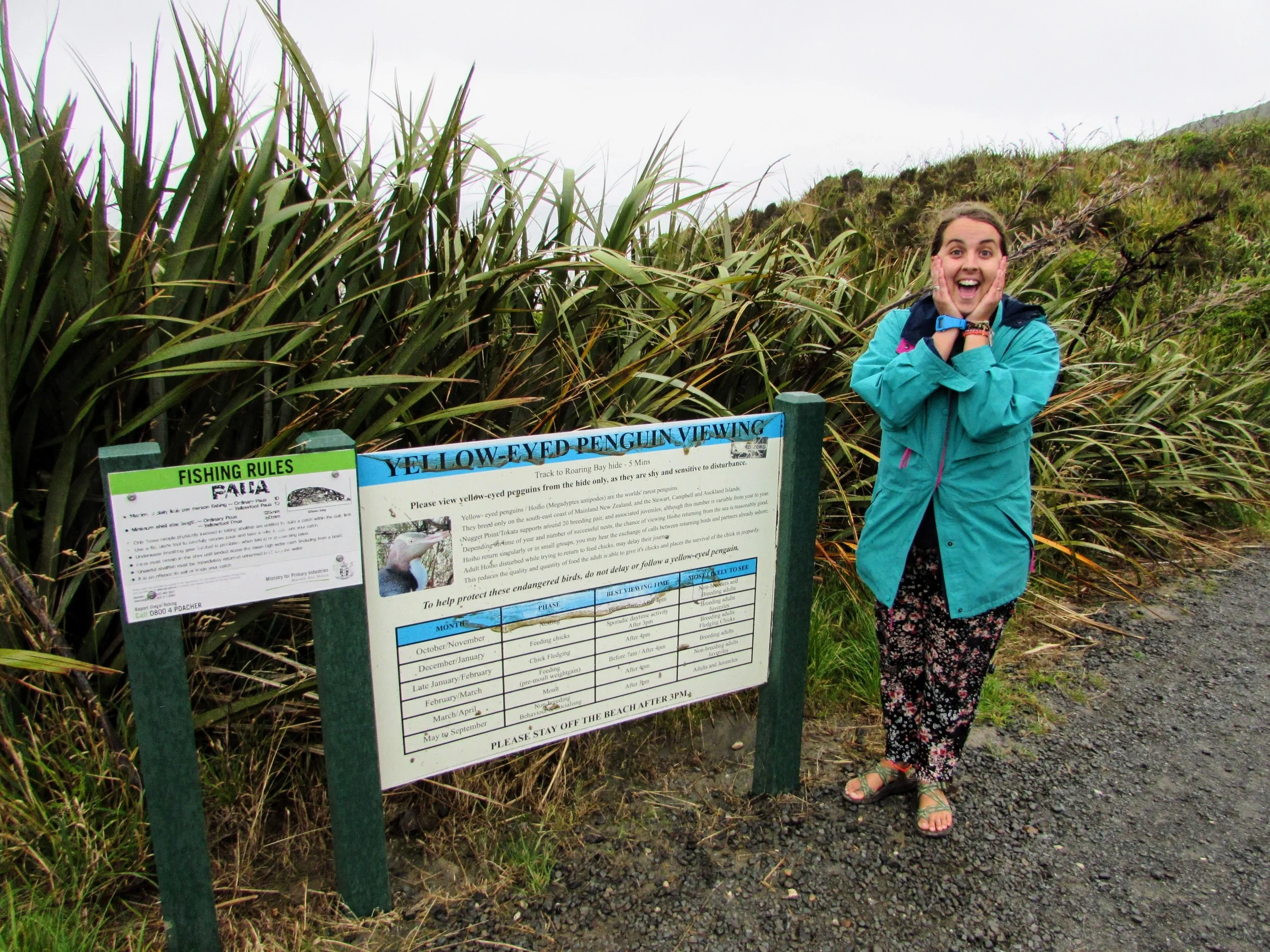 Where to See Wild Penguins on New Zealand's South Island — Savvy Dispatches