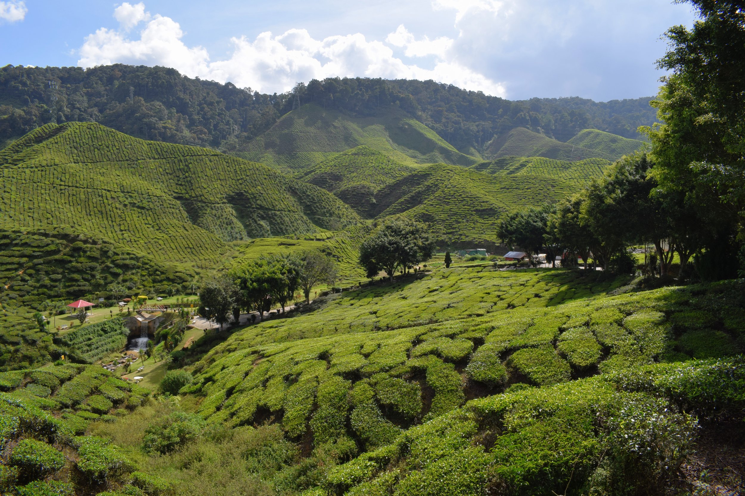 Two Days In Malaysia's Tea Country — Savvy Dispatches