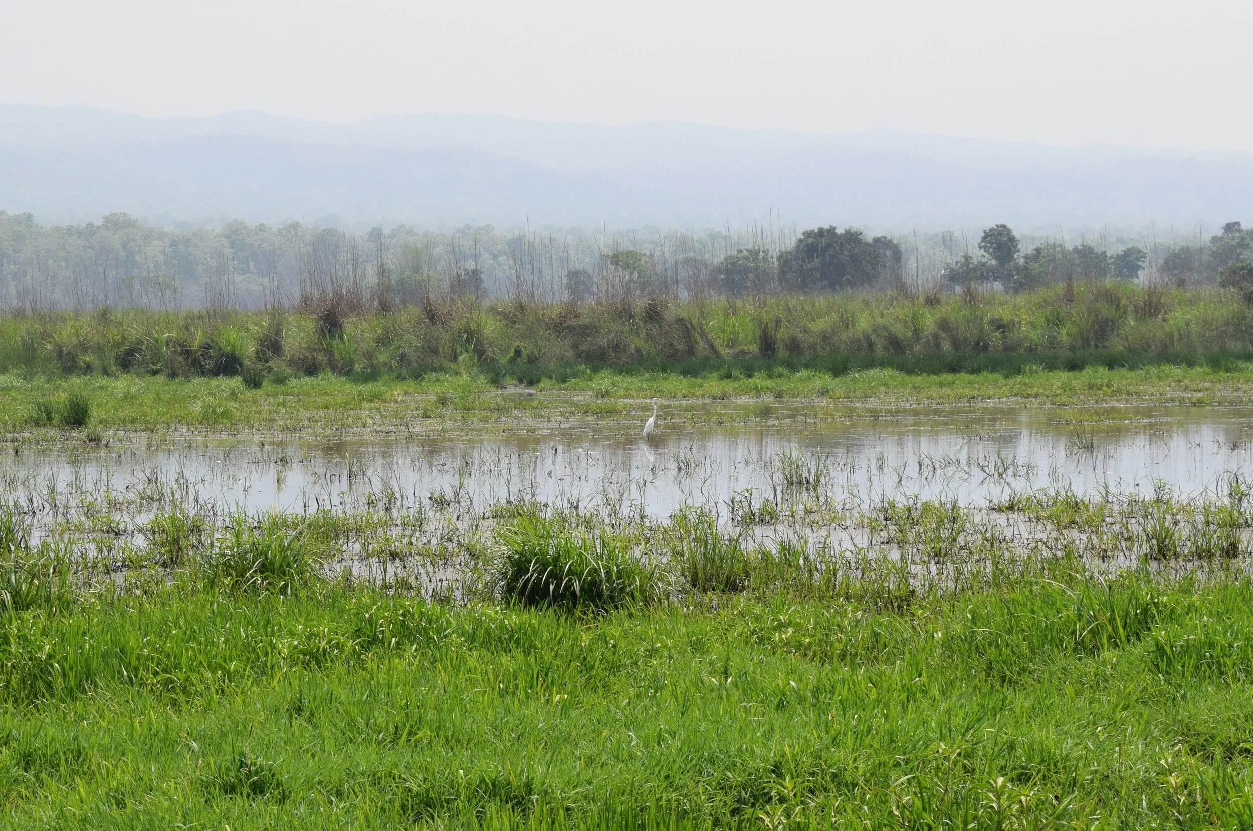 Photo Guide: Walking Safari in Chitwan National Park — Savvy Dispatches