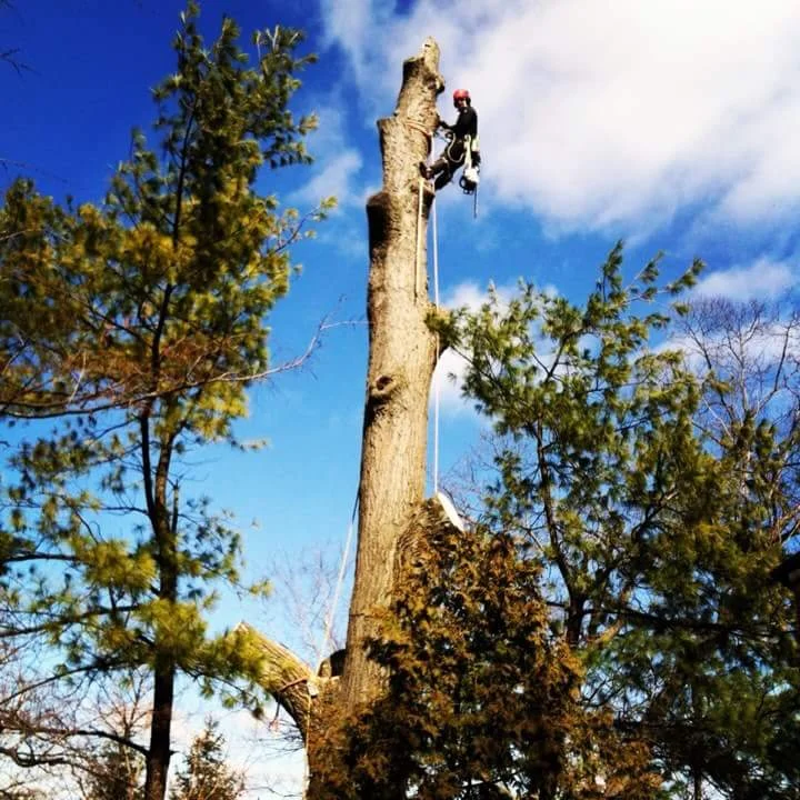 Madison Tree Care and Landscaping